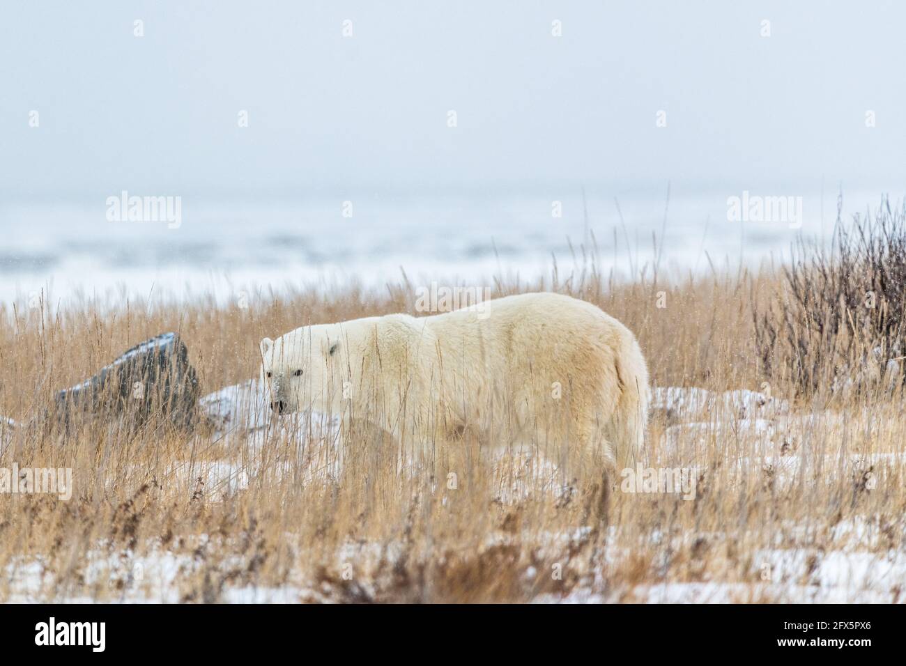 One polar bear walking on tundra, arctic landscape in northern Manitoba ...