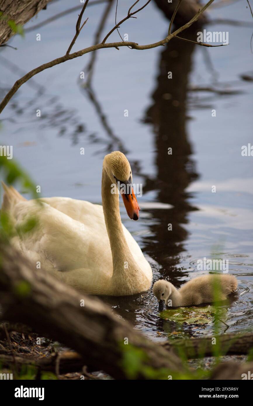 Child Swan High Resolution Stock Photography and Images - Alamy