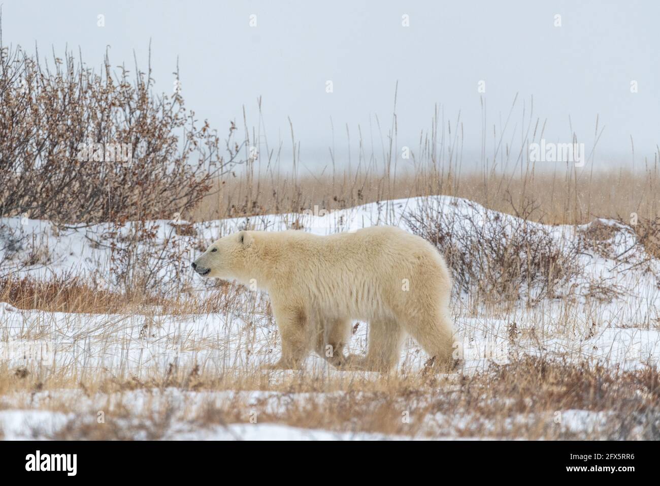 One polar bear walking on tundra, arctic landscape in northern Manitoba ...