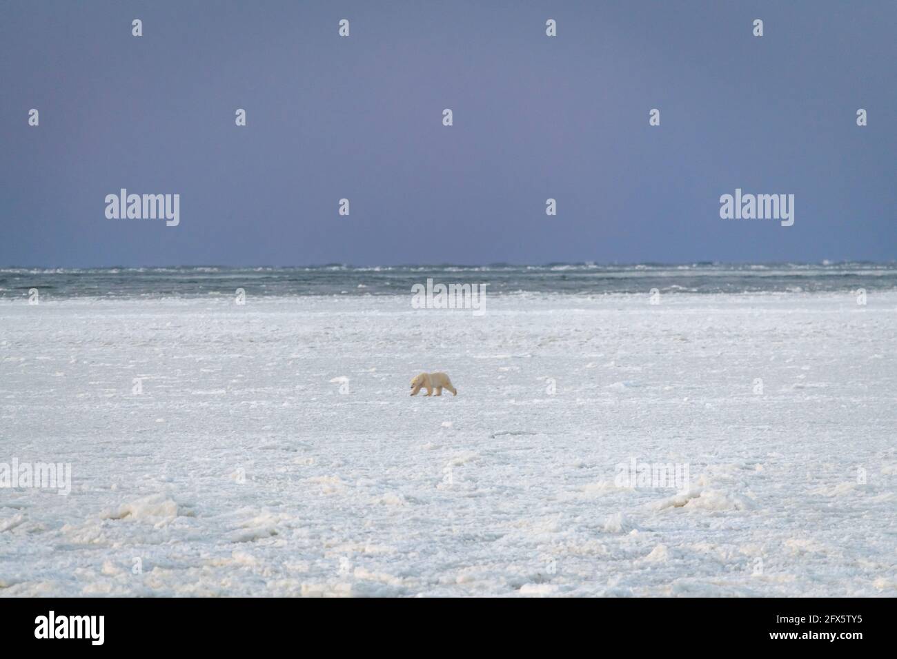 Arctic landscape in northern Canada during fall, autumn with polar bear ...