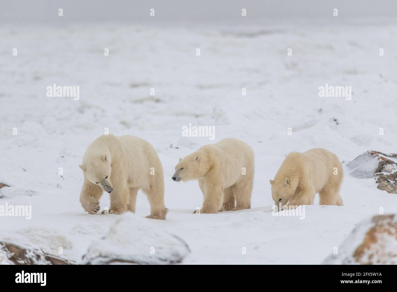 Three polar bears, Mom cubs walking across the frozen sea ice in ...