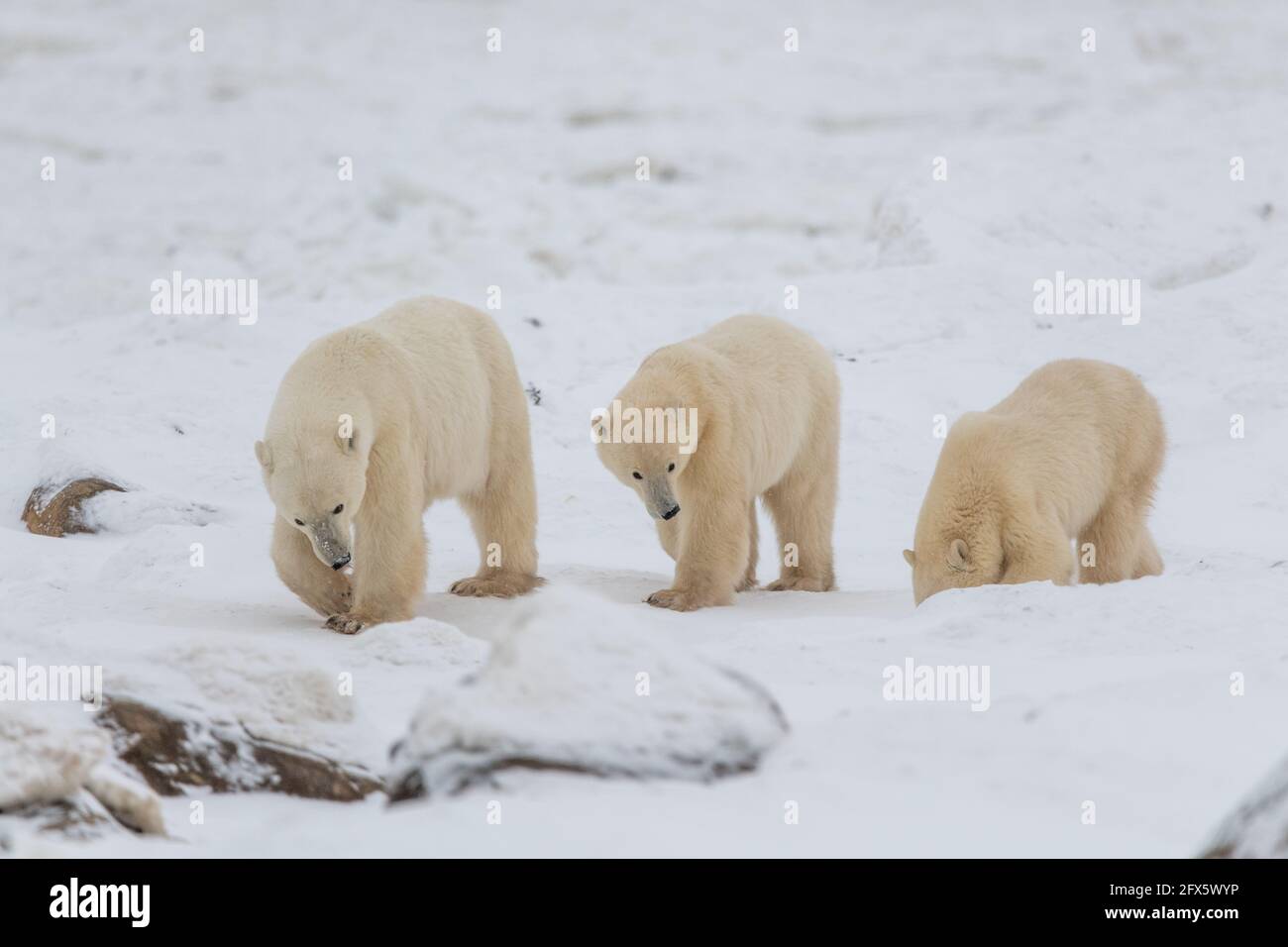 Three polar bears, Mom cubs walking across the frozen sea ice in ...