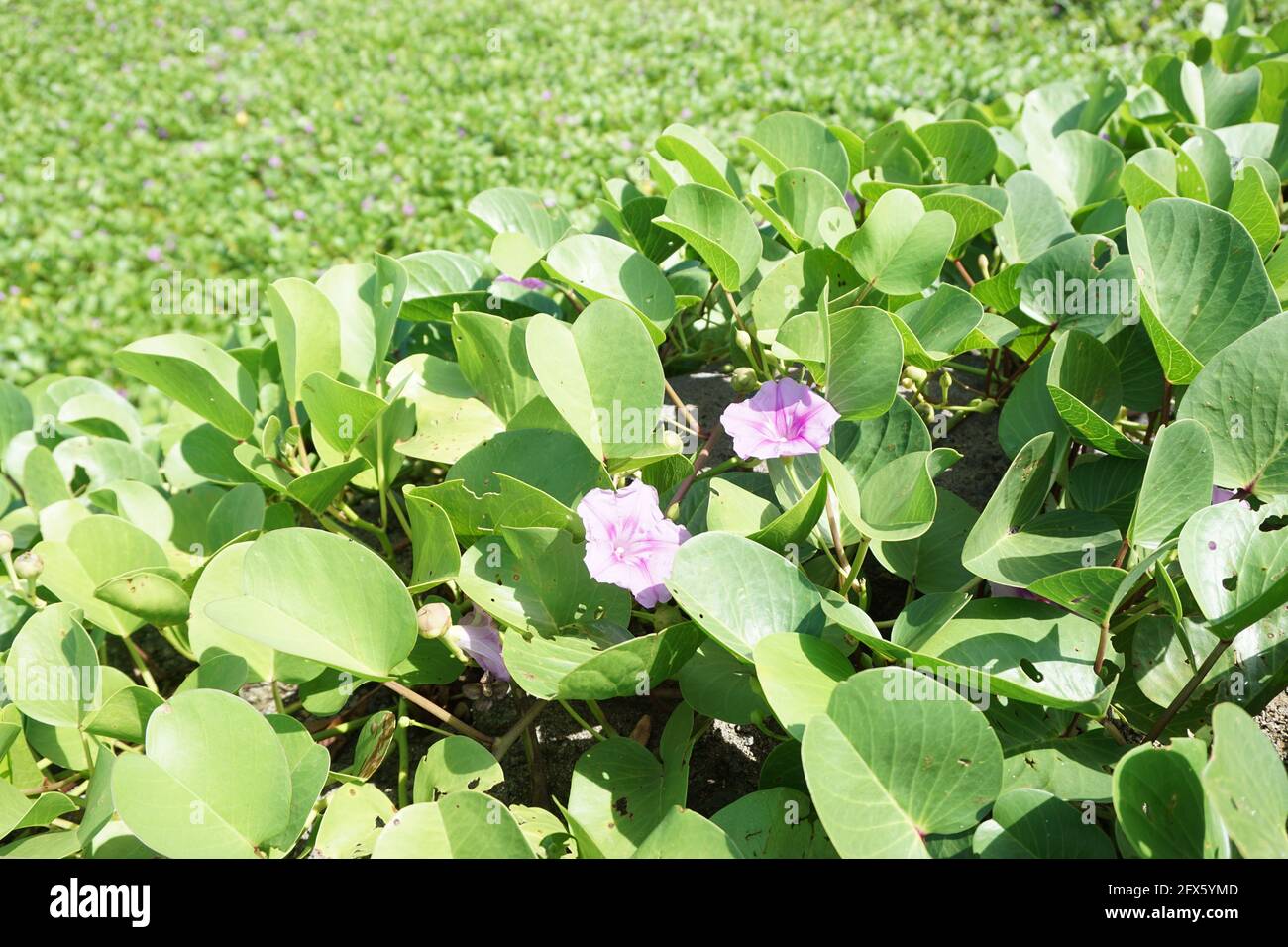 Beach moonflower with a natural background Stock Photo - Alamy