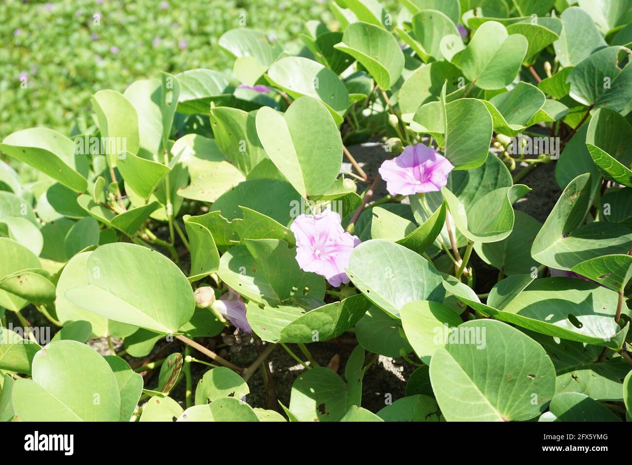 Beach moonflower with a natural background Stock Photo - Alamy