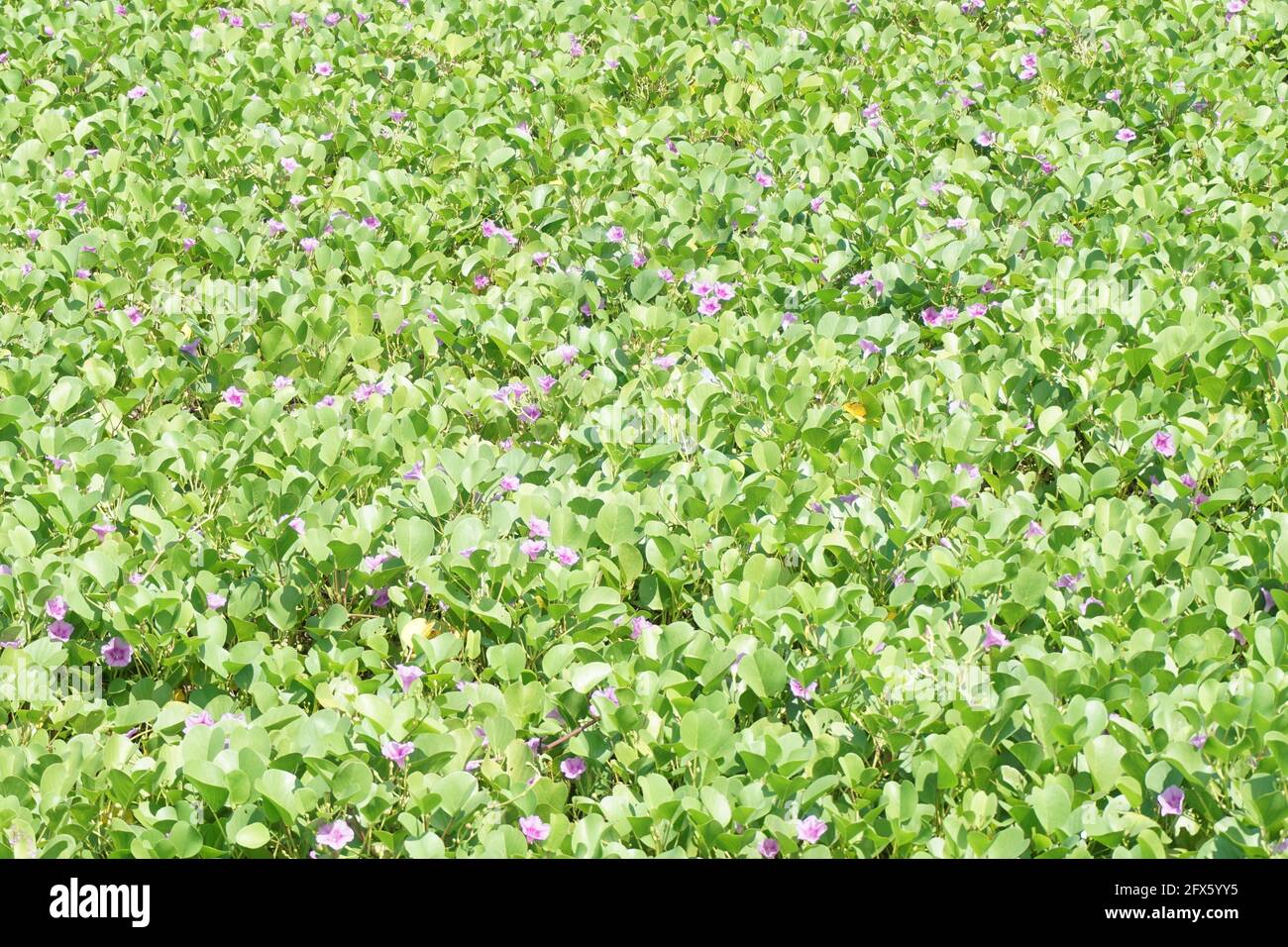 Beach moonflower with a natural background Stock Photo - Alamy