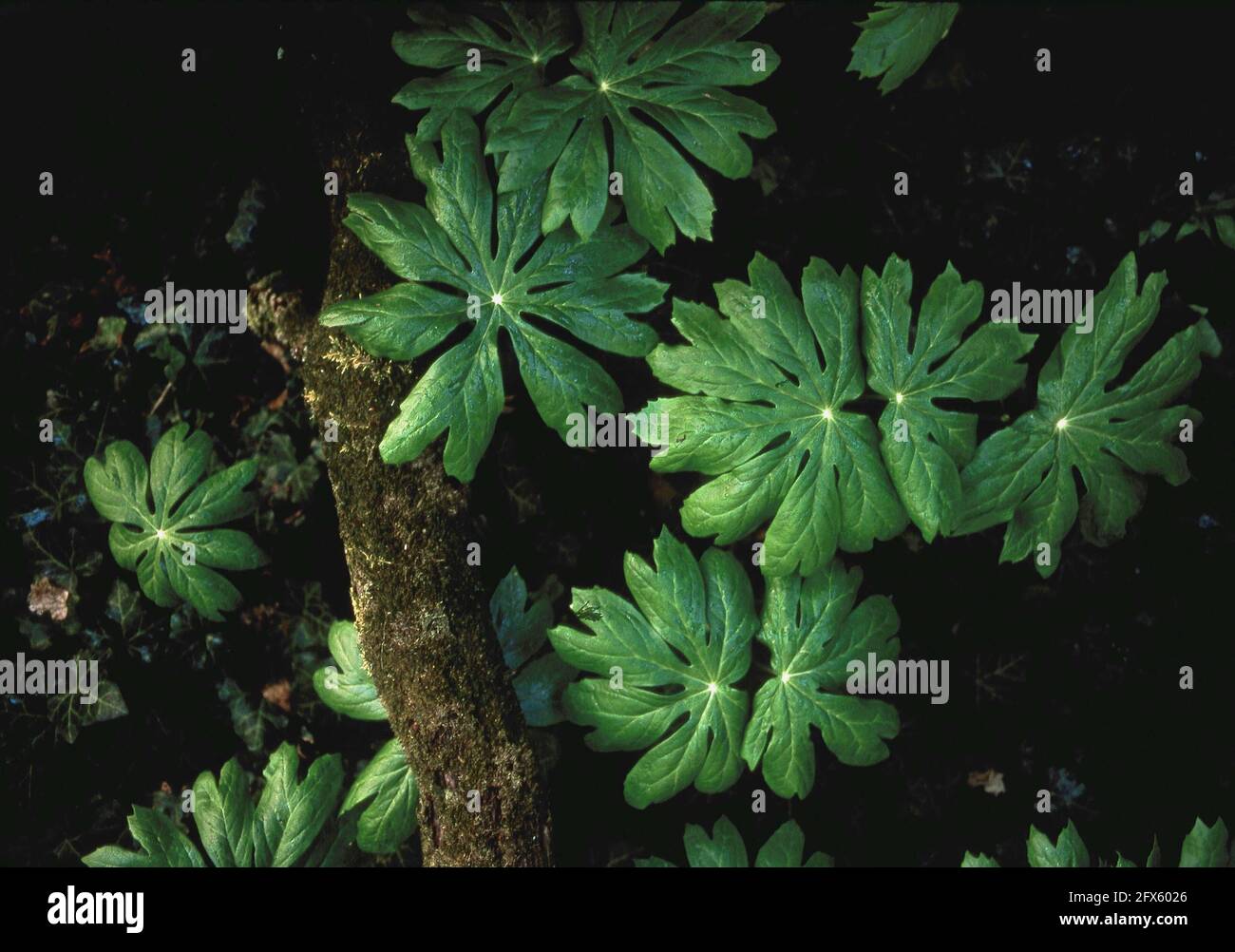 Mayapple plants shot from above Stock Photo - Alamy