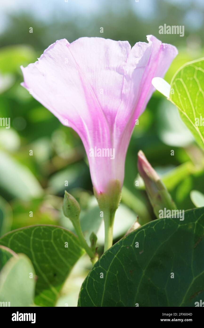 Beach moonflower with a natural background Stock Photo - Alamy