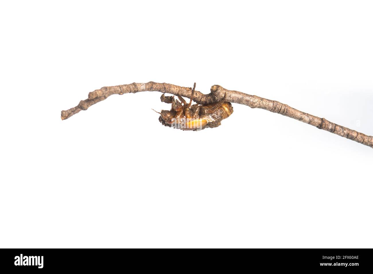 Brood X 17-year nymph periodical cicada on a branch isolated on white ...