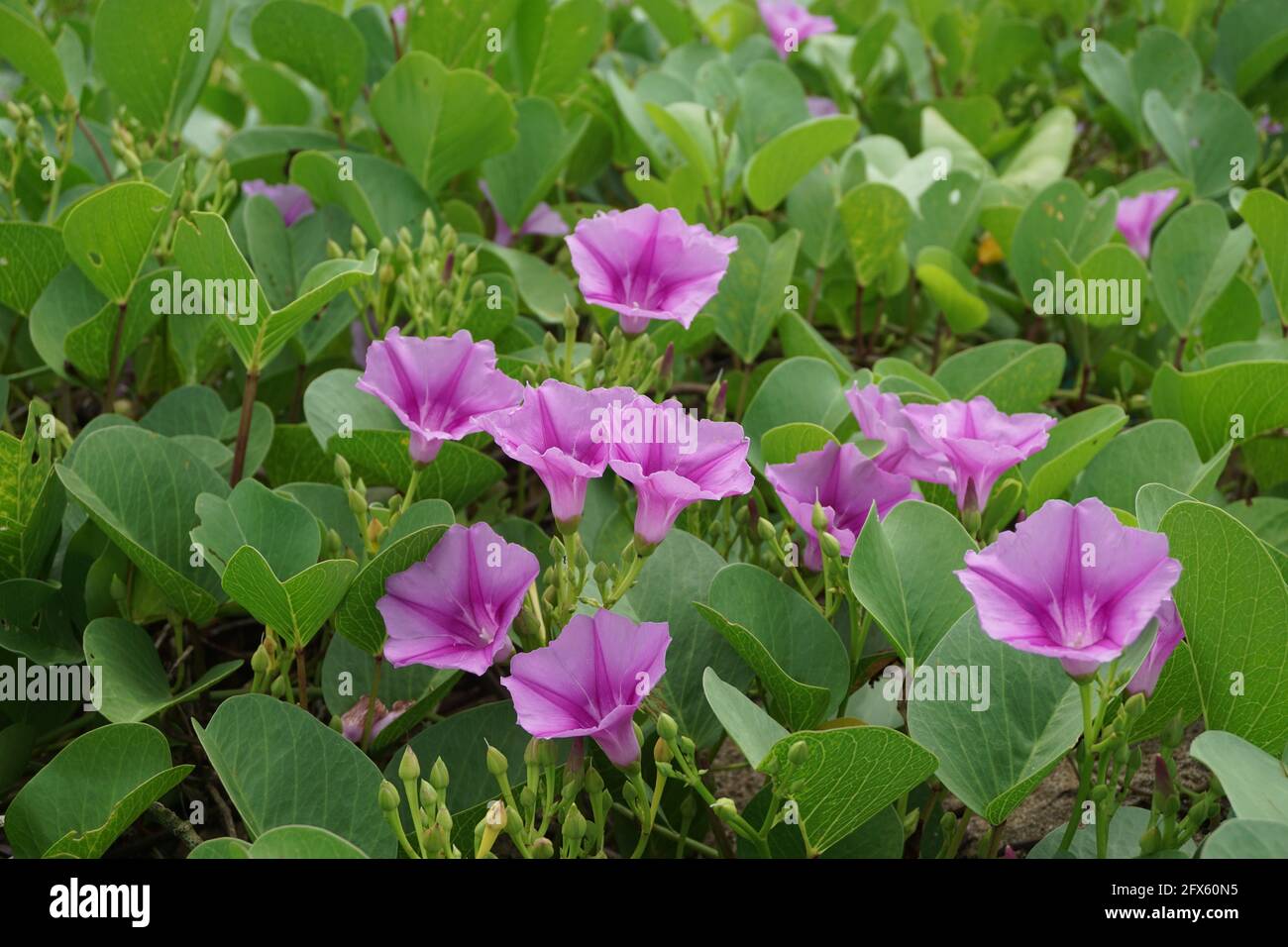 Beach moonflower with a natural background Stock Photo - Alamy