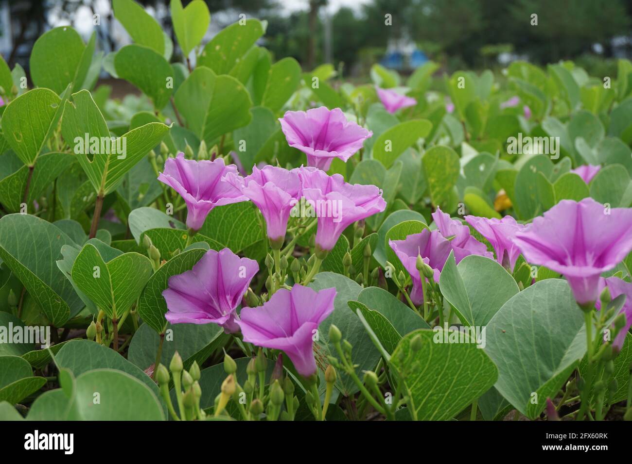 Beach moonflower with a natural background Stock Photo - Alamy