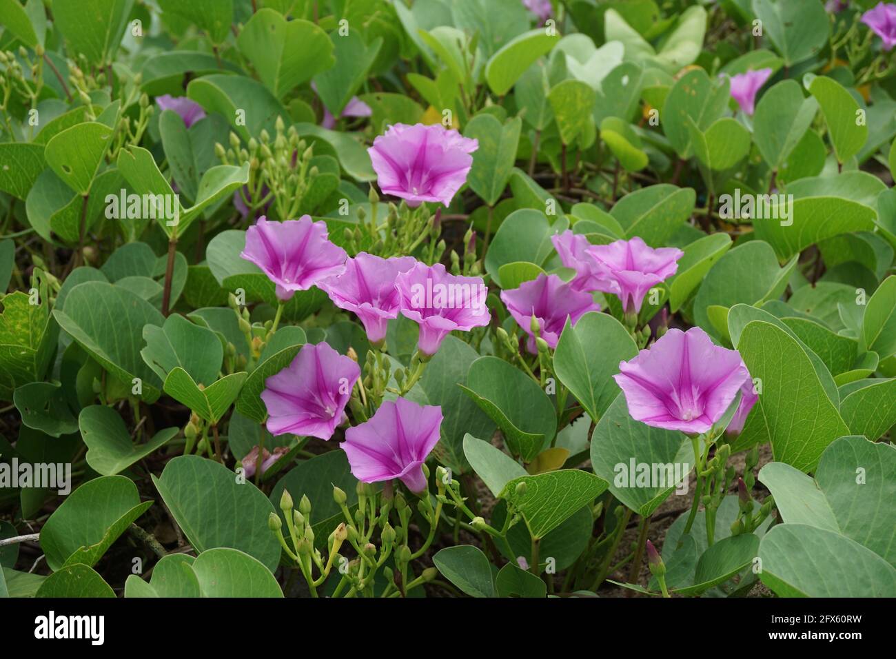 Beach moonflower with a natural background Stock Photo - Alamy