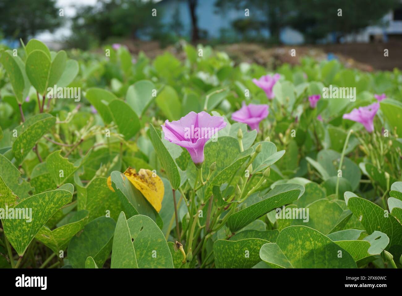 Sea moonflower hi-res stock photography and images - Alamy