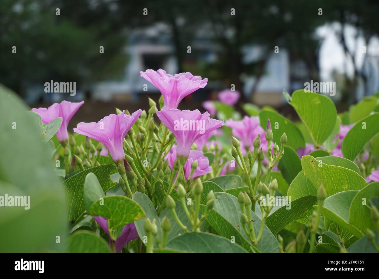 Sea moonflower hi-res stock photography and images - Alamy