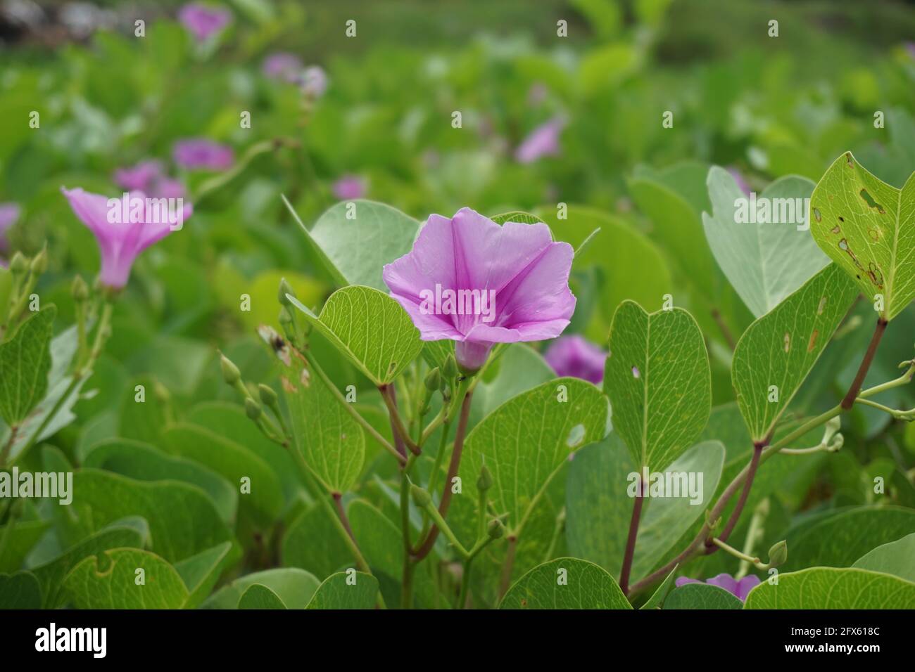 Sea moonflower hi-res stock photography and images - Alamy