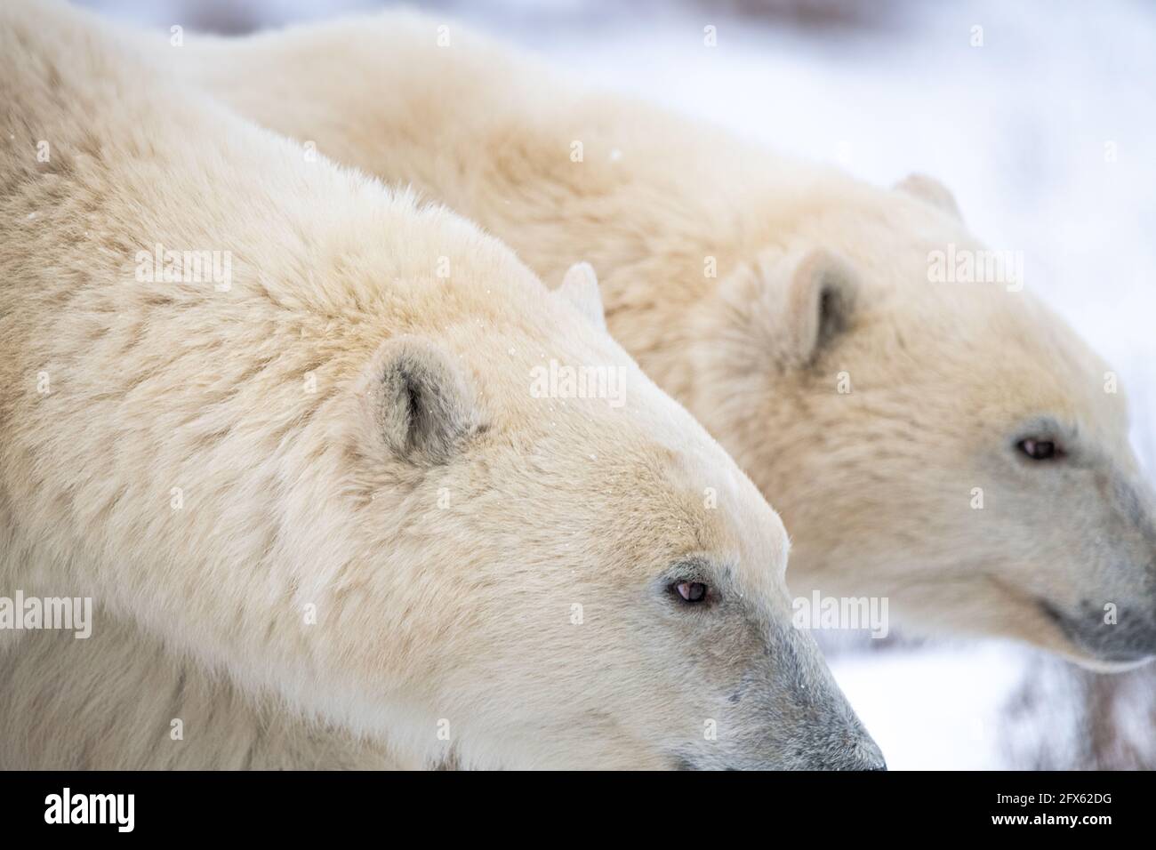 What Do Polar Bears Look Like