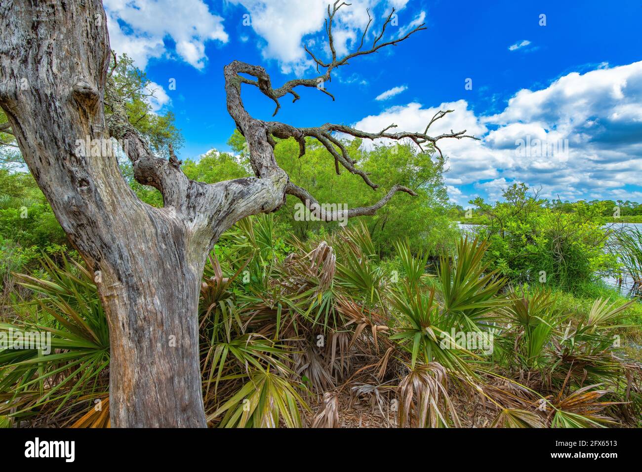 Dead tree among Florida, foliage, saw palmetto at the edge of Gator ...