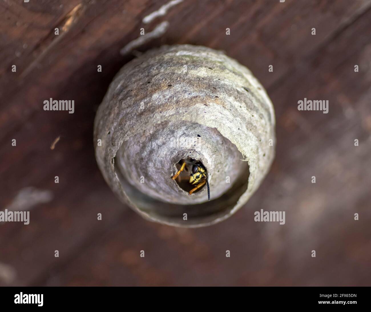 Common wasp home hi-res stock photography and images - Alamy
