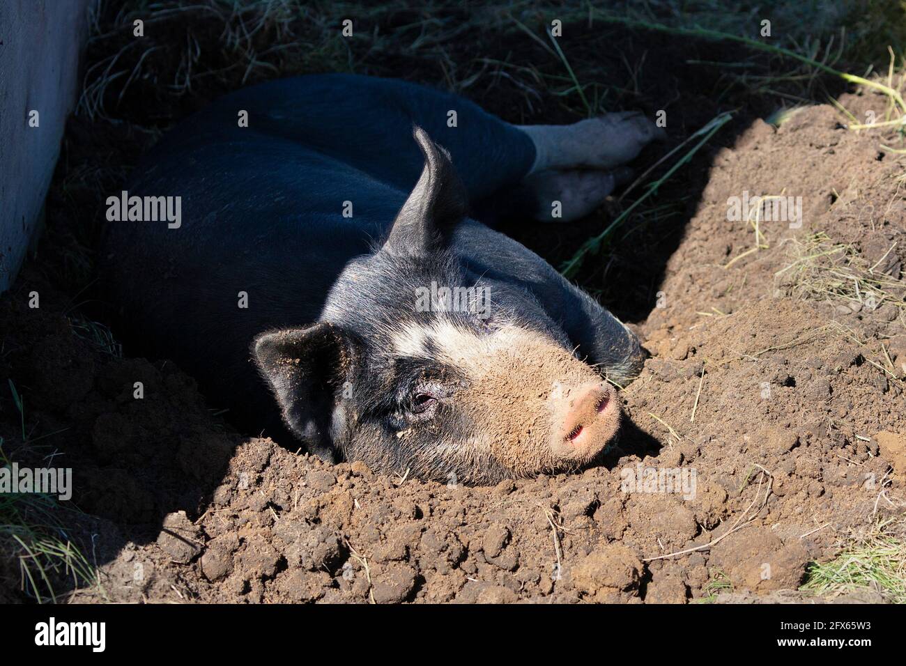 Duroc Pig High Resolution Stock Photography and Images - Alamy