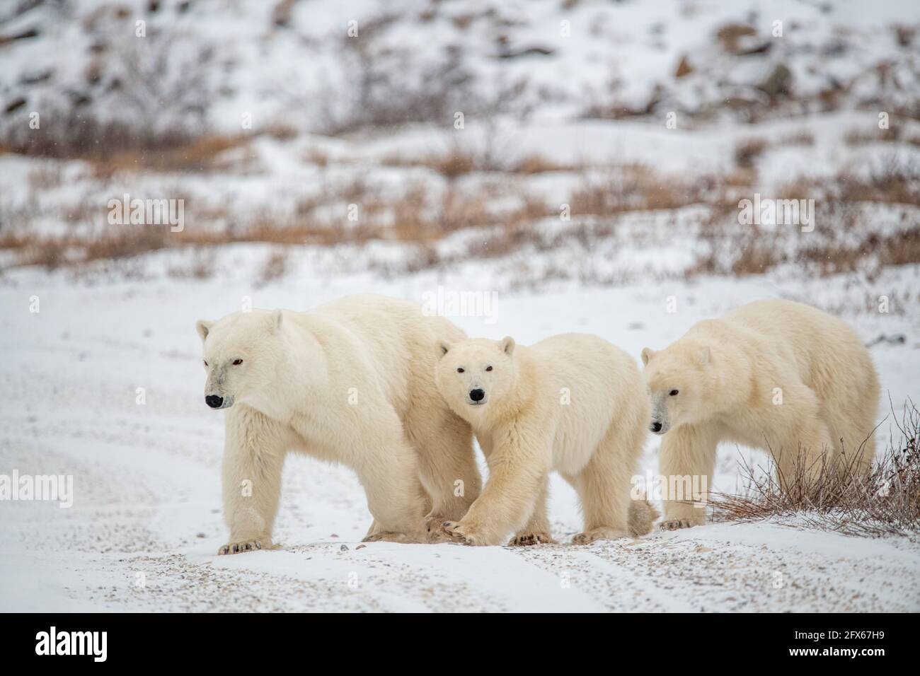 Three polar bears with white background during their migration to the ...