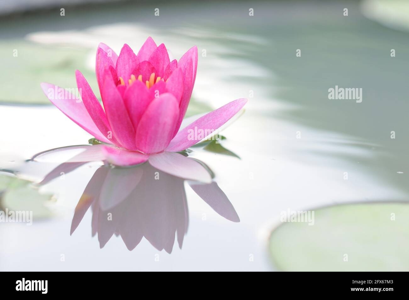 Pink Water Lily Stock Photo - Alamy