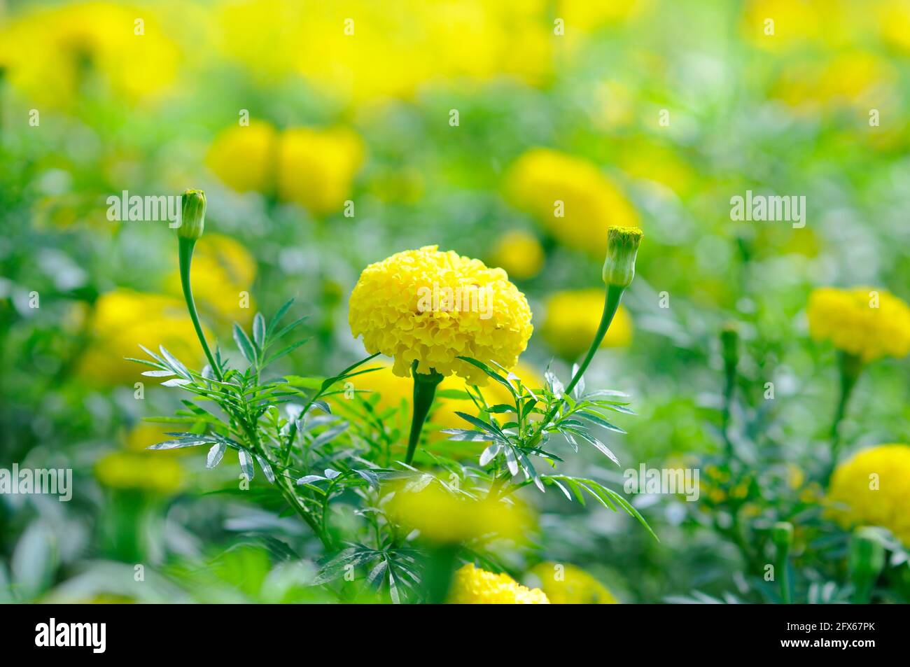 Marigold bloom hi-res stock photography and images - Alamy