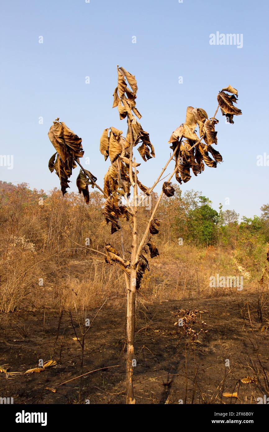Bushfire scene hi-res stock photography and images - Alamy