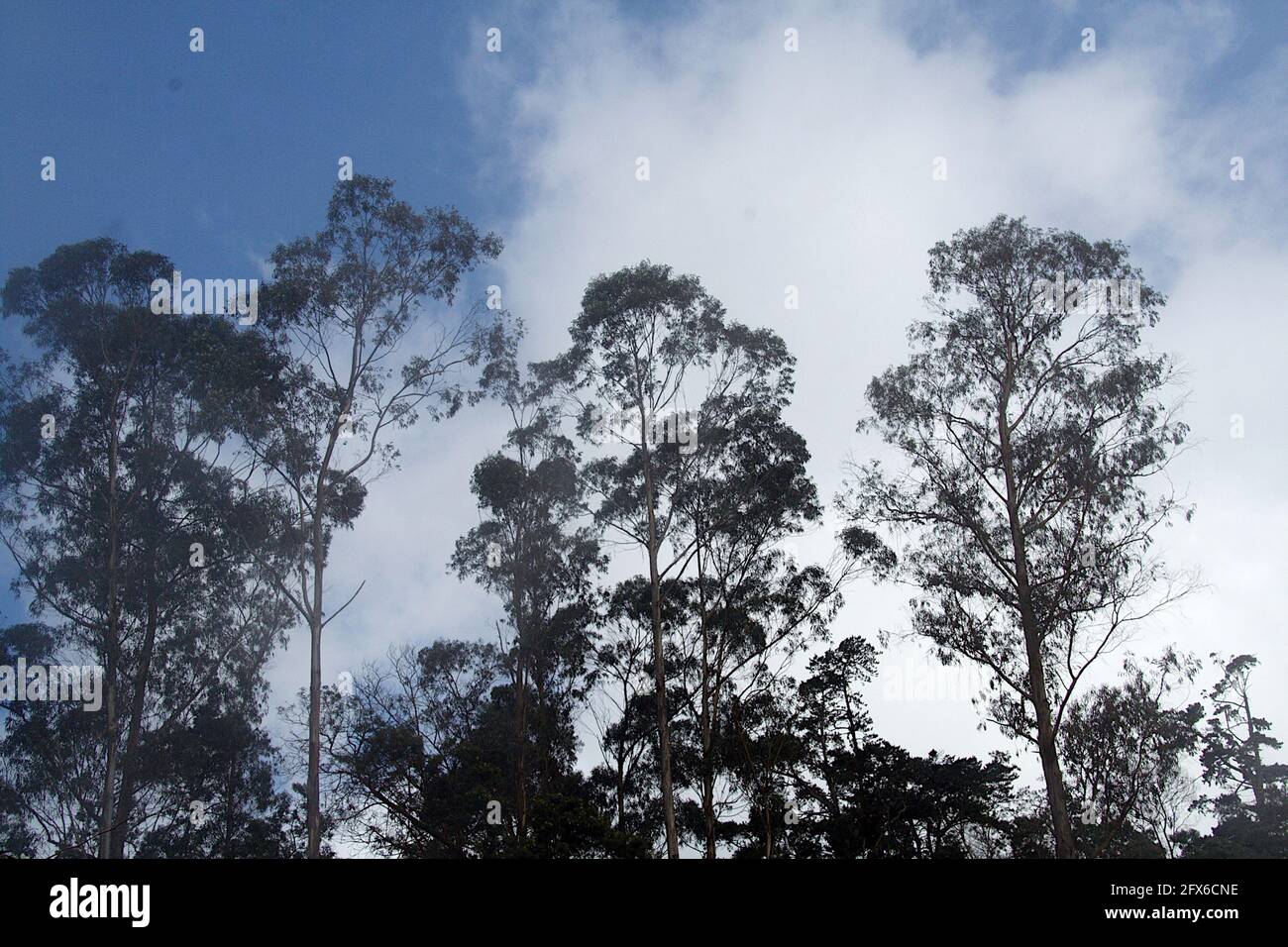 Tips of lofty trees set against blue sky and white clouds Stock Photo ...