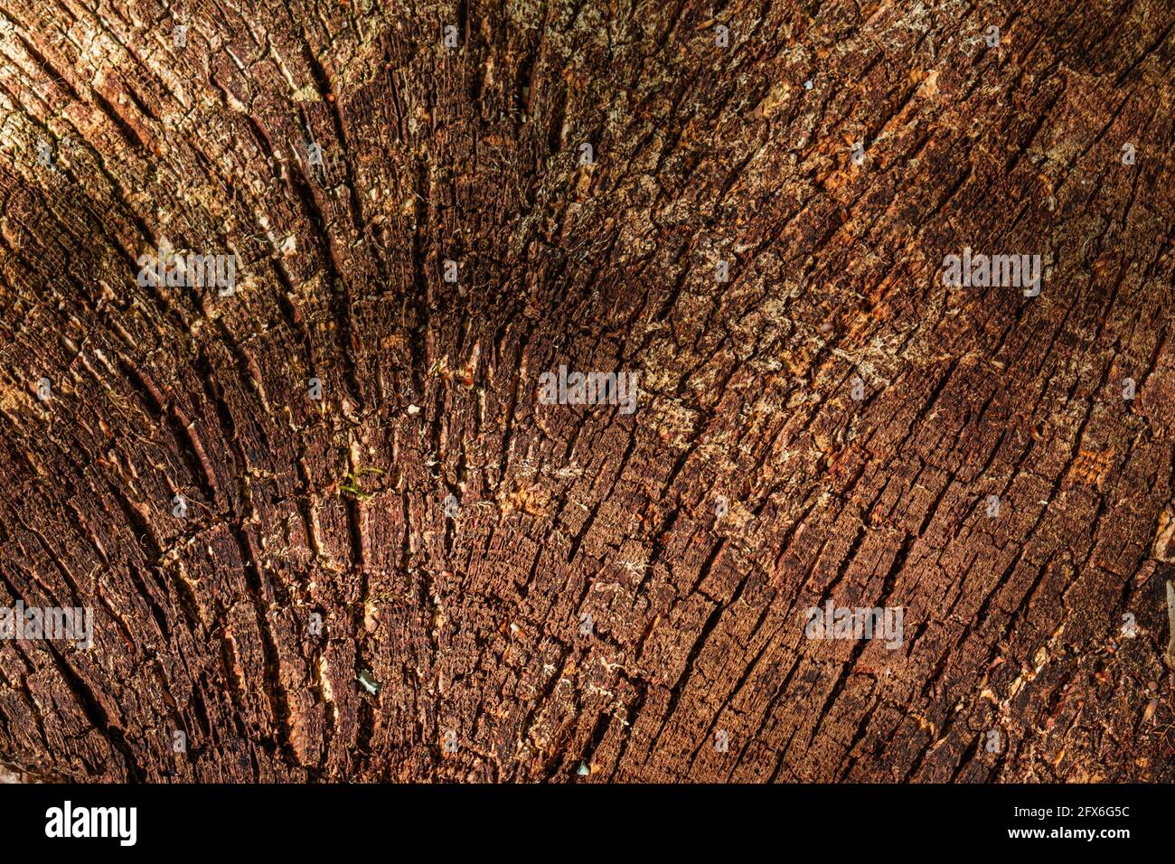 Old wooden oak tree cut surface Stock Photo - Alamy