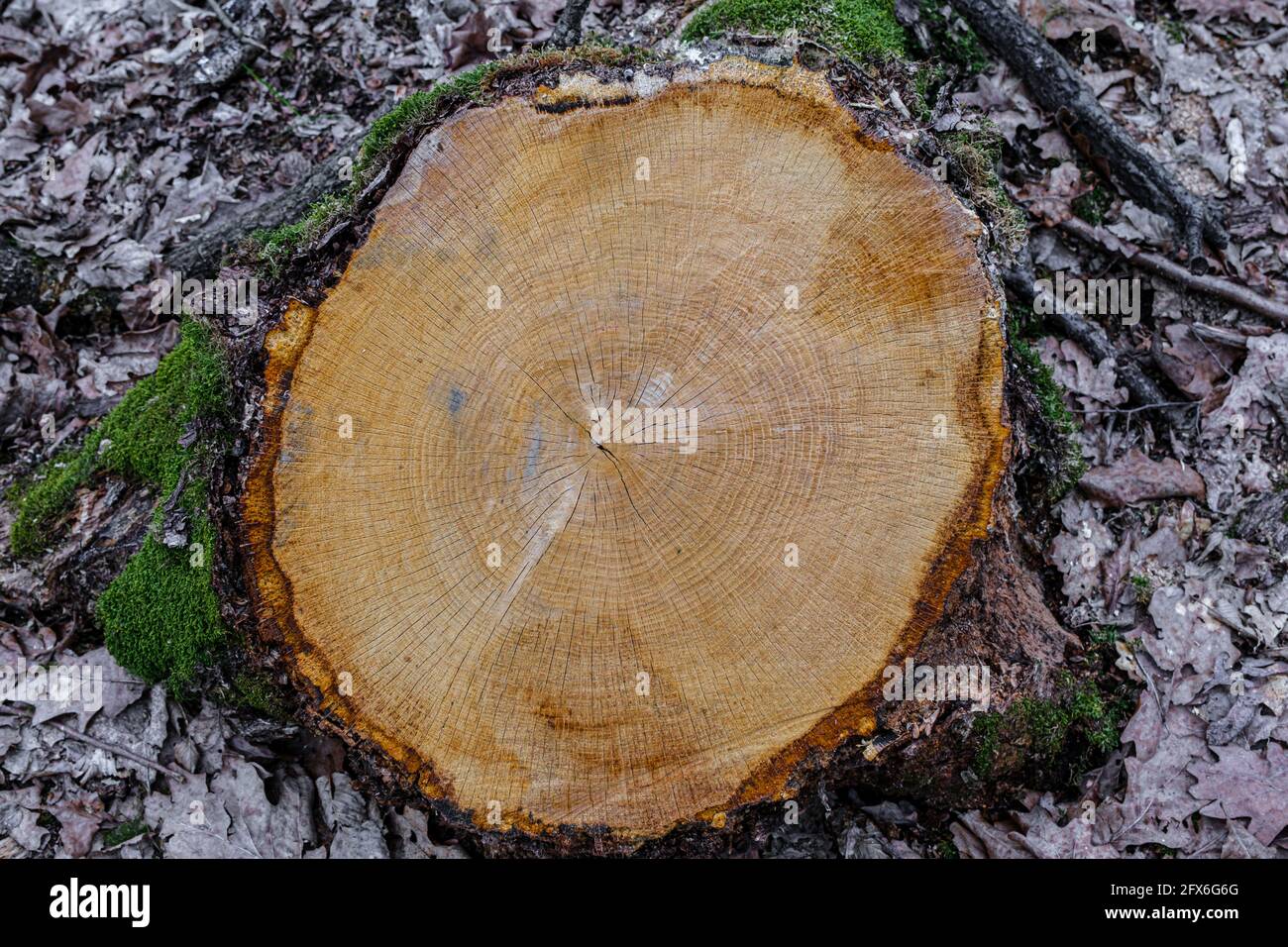 Old wooden oak tree cut surface Stock Photo - Alamy