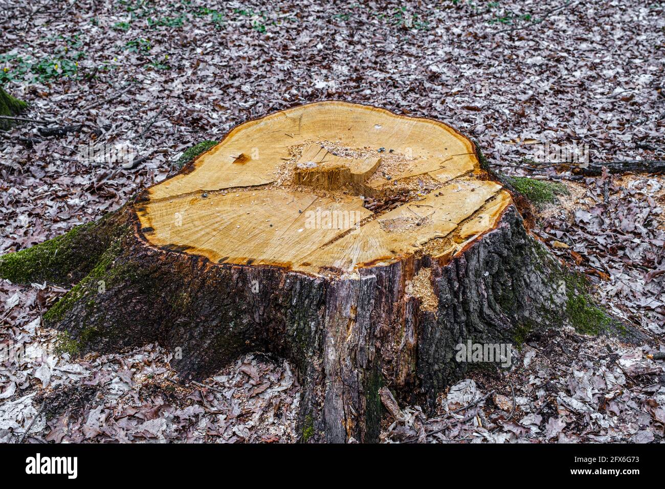 Old wooden oak tree cut surface Stock Photo - Alamy
