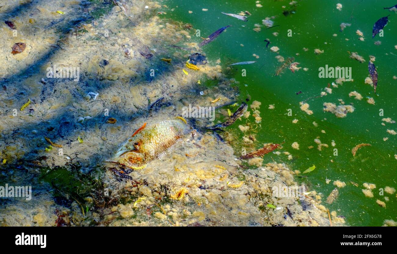dead fish in polluted water Stock Photo - Alamy