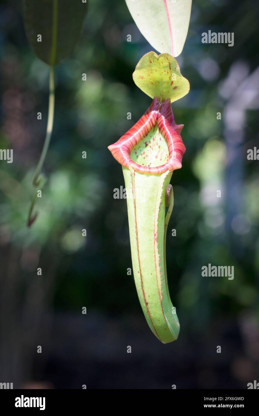 Pitcher plant or monkey cups Stock Photo - Alamy