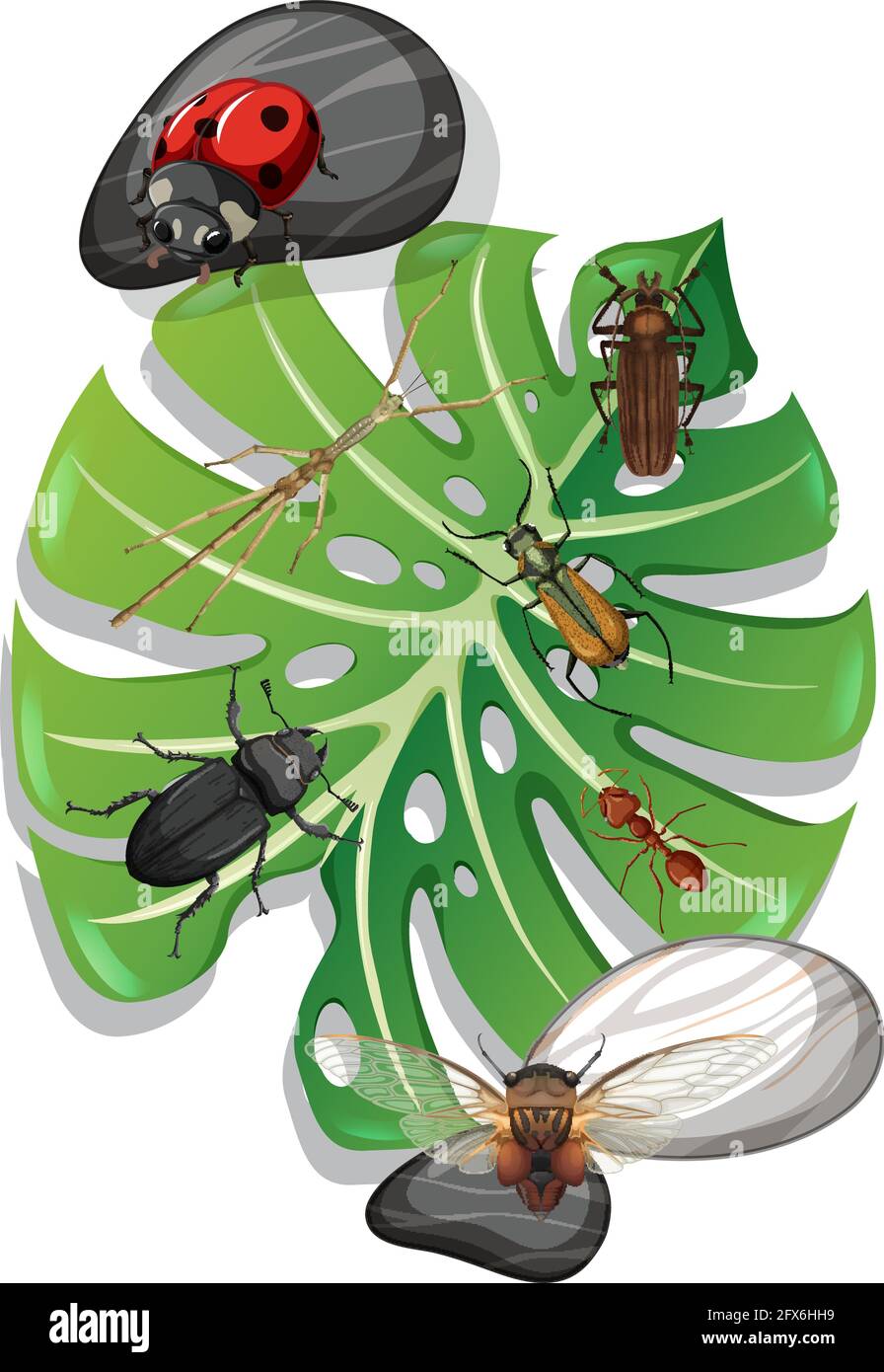 Top view of many insects on monstera leaf isolated illustration Stock ...