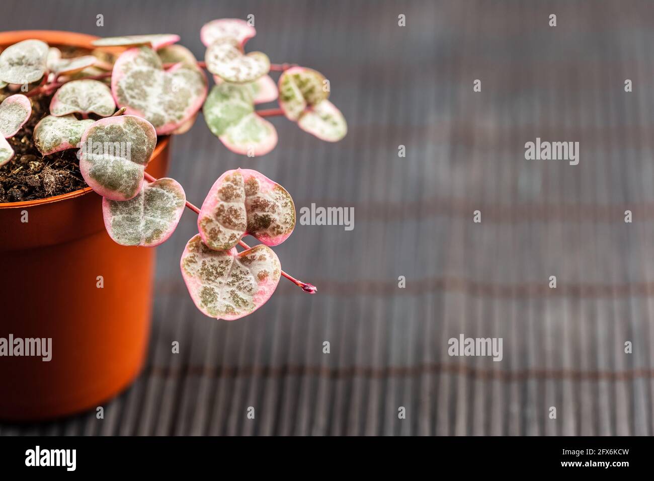 Trailing heart shaped leaves hi-res stock photography and images - Alamy