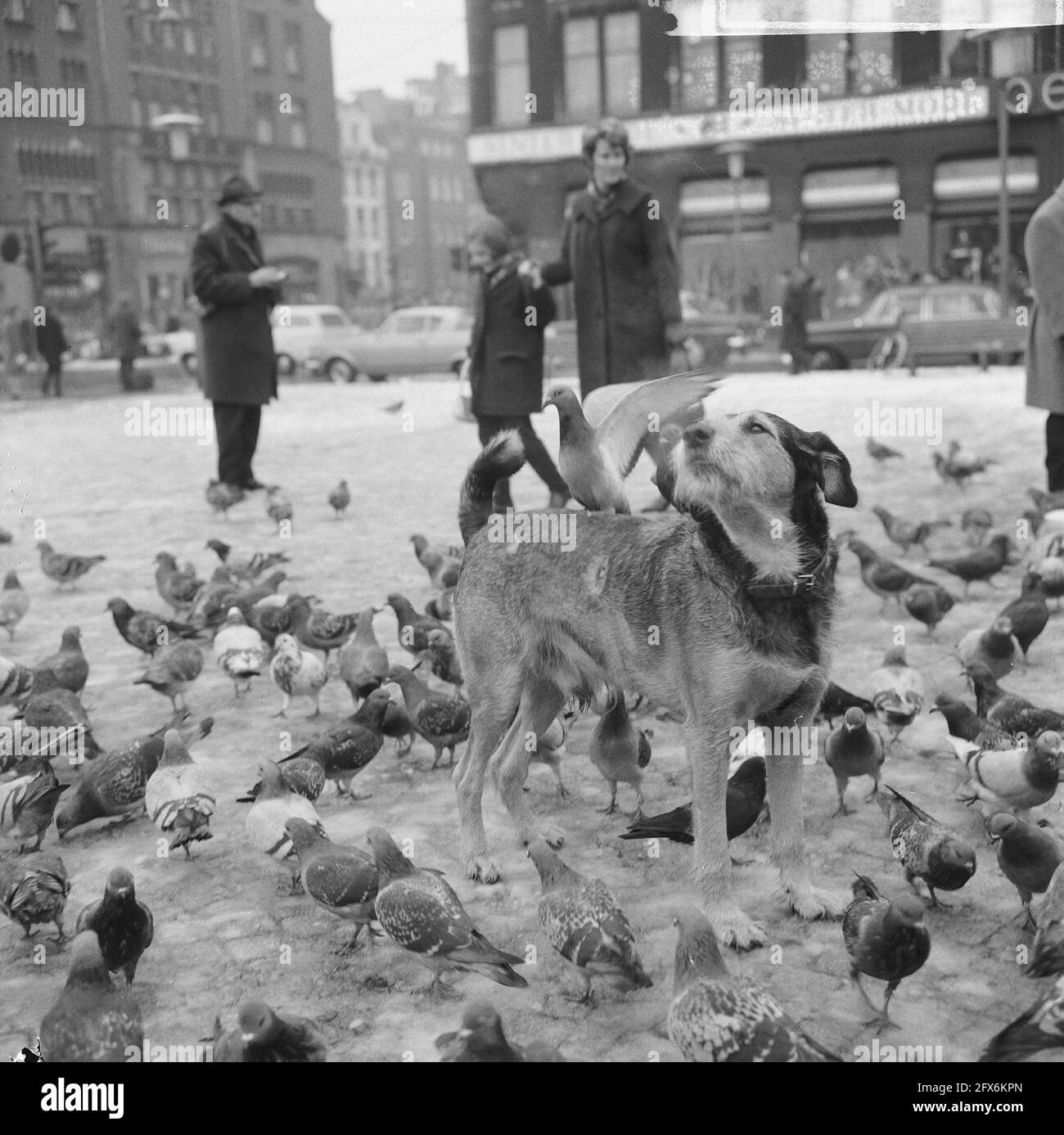 Dog amidst pigeons hi-res stock photography and images - Alamy