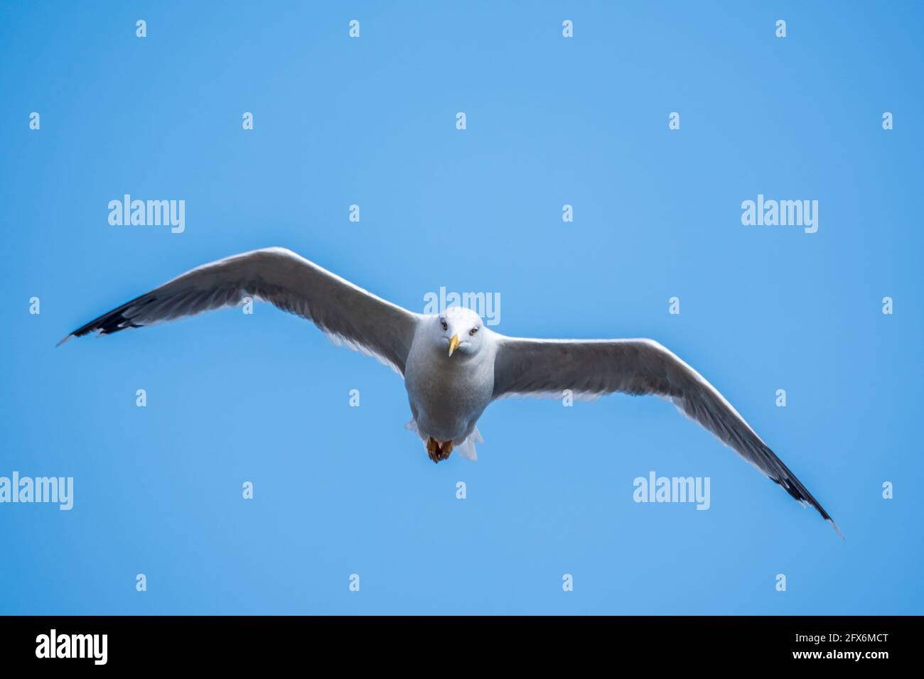 Sea gull flies in the clear blue sky. The European herring gull, Larus ...