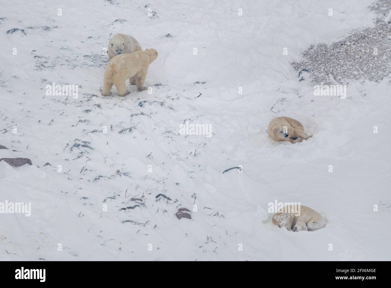 The arctic tundra area of Churchill, Manitoba. Polar bear capital of ...
