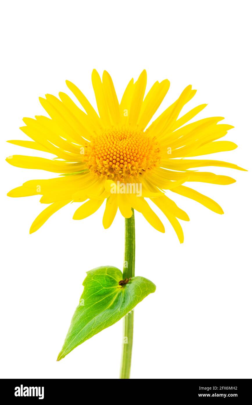 Yellow aster flower close-up isolated on white background Stock Photo ...