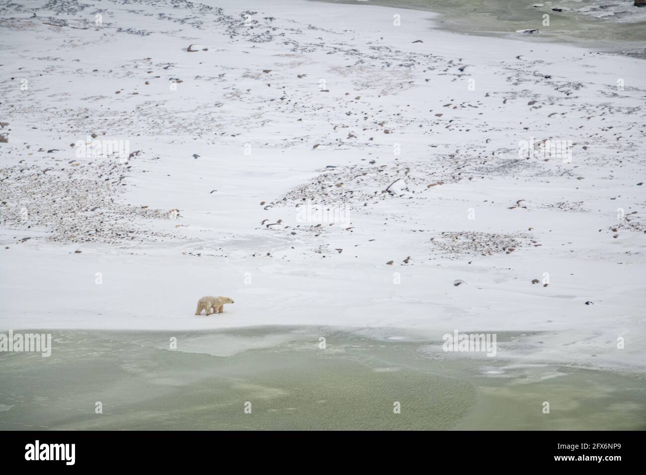 The arctic tundra area of Churchill, Manitoba. Polar bear capital of ...