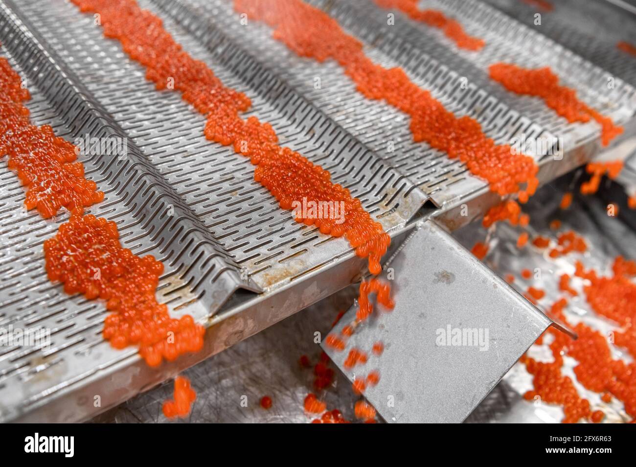 The caviar flows from the edge of the conveyor into the receiving tray ...