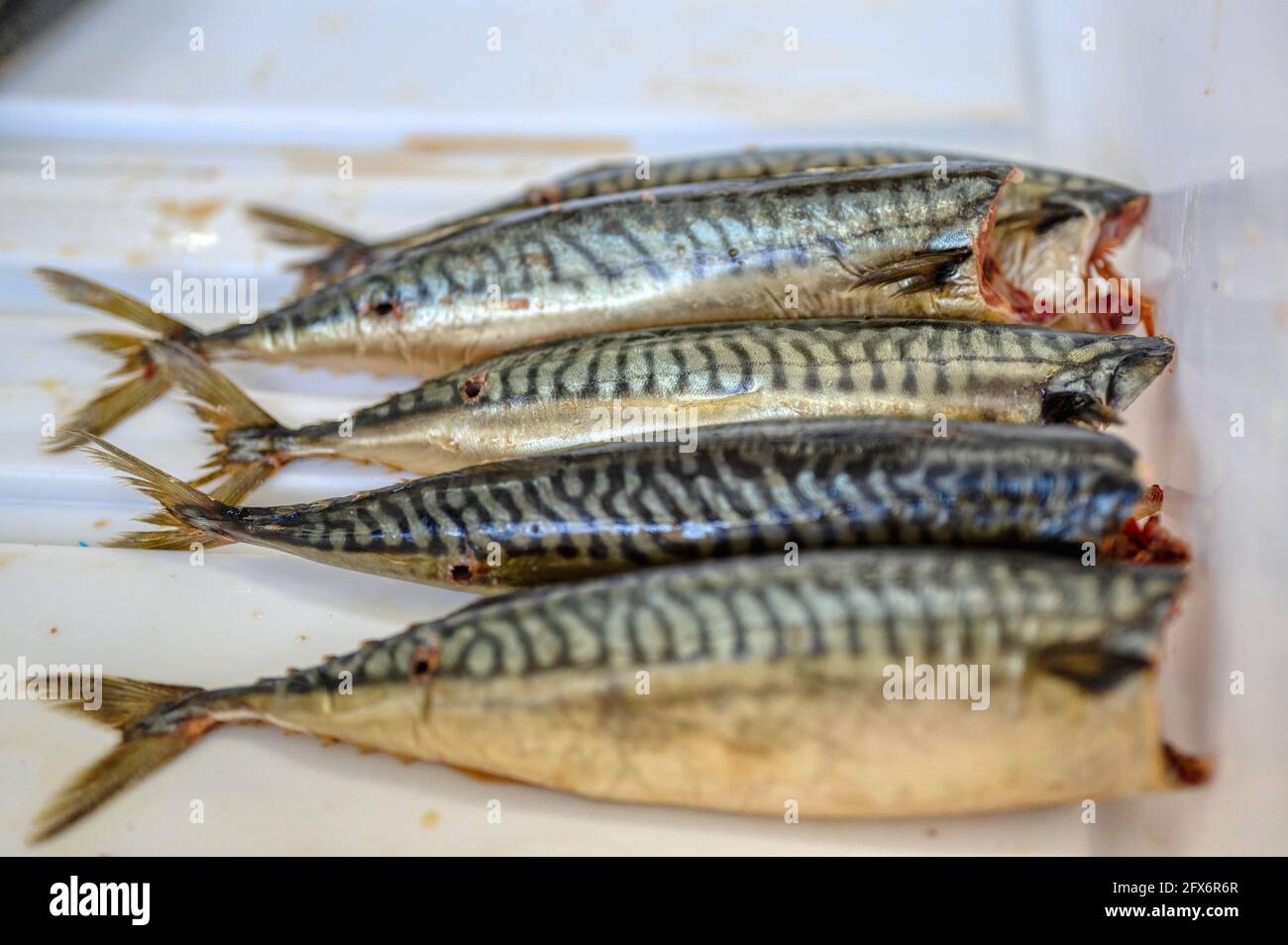 Fresh fish in plastic box hi-res stock photography and images - Alamy