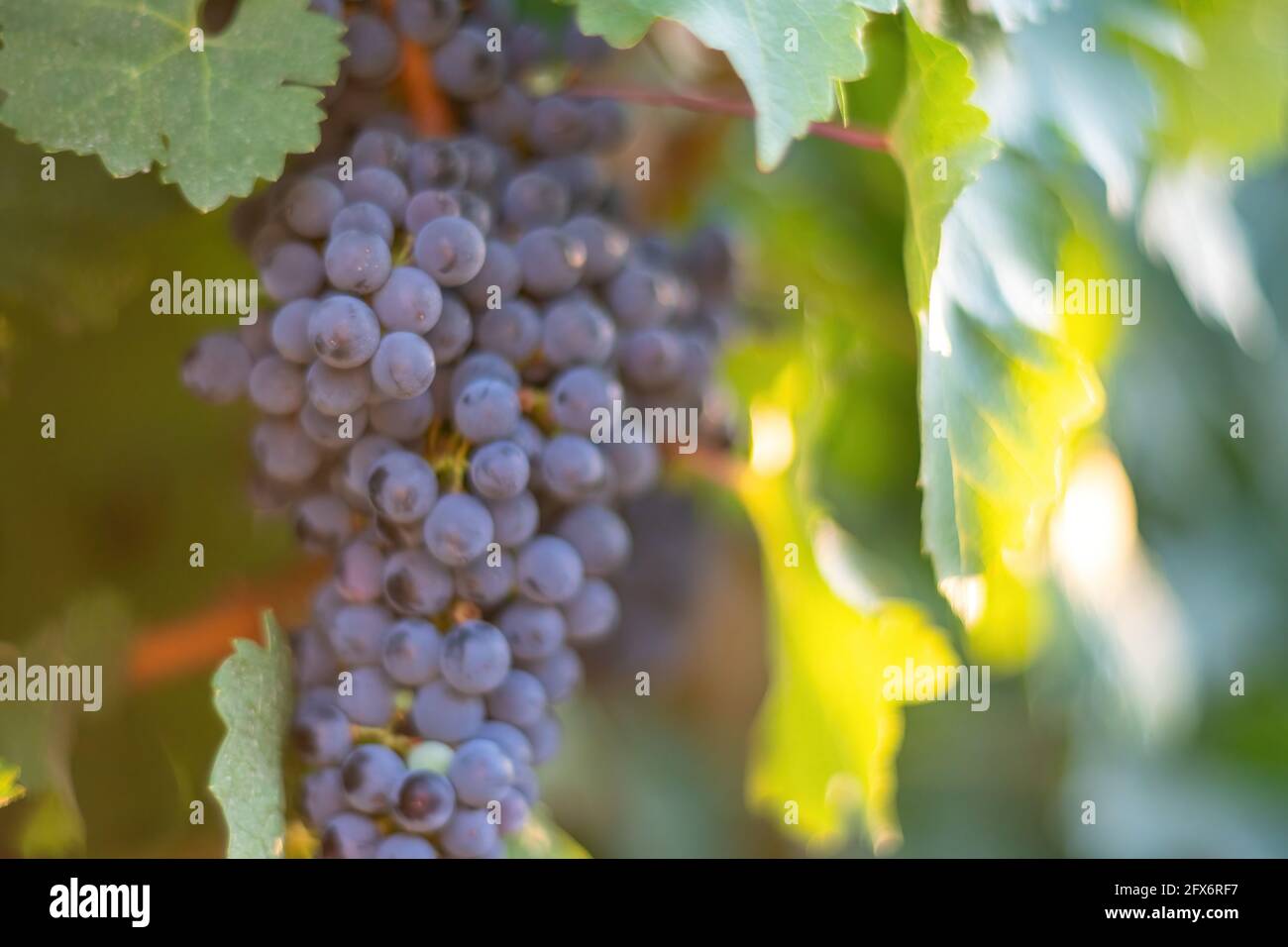 Ripe blue grapes growing in vineyard at sunset time, selective focus ...