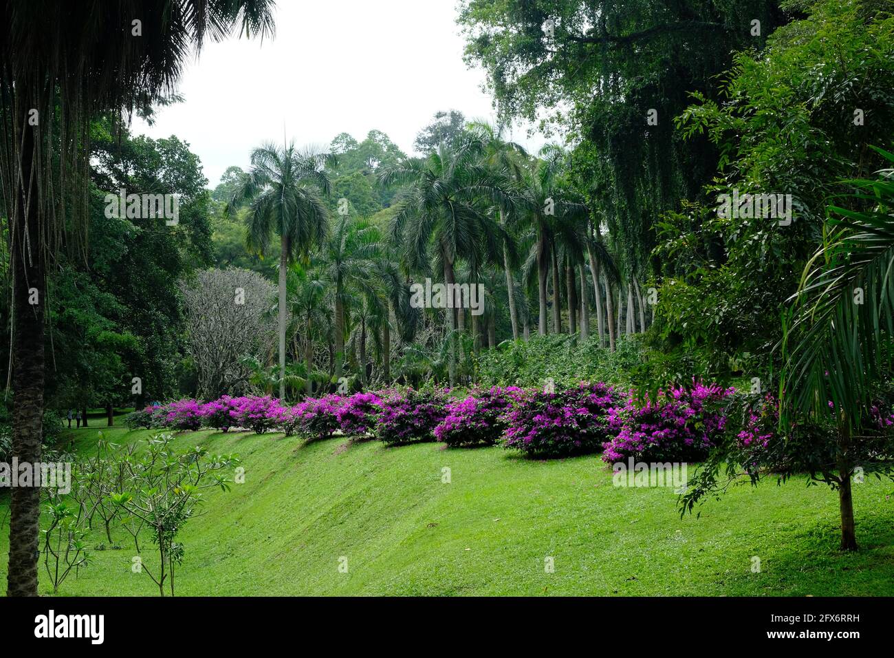 Sri Lanka - Kandy Royal Botanic Gardens Stock Photo - Alamy