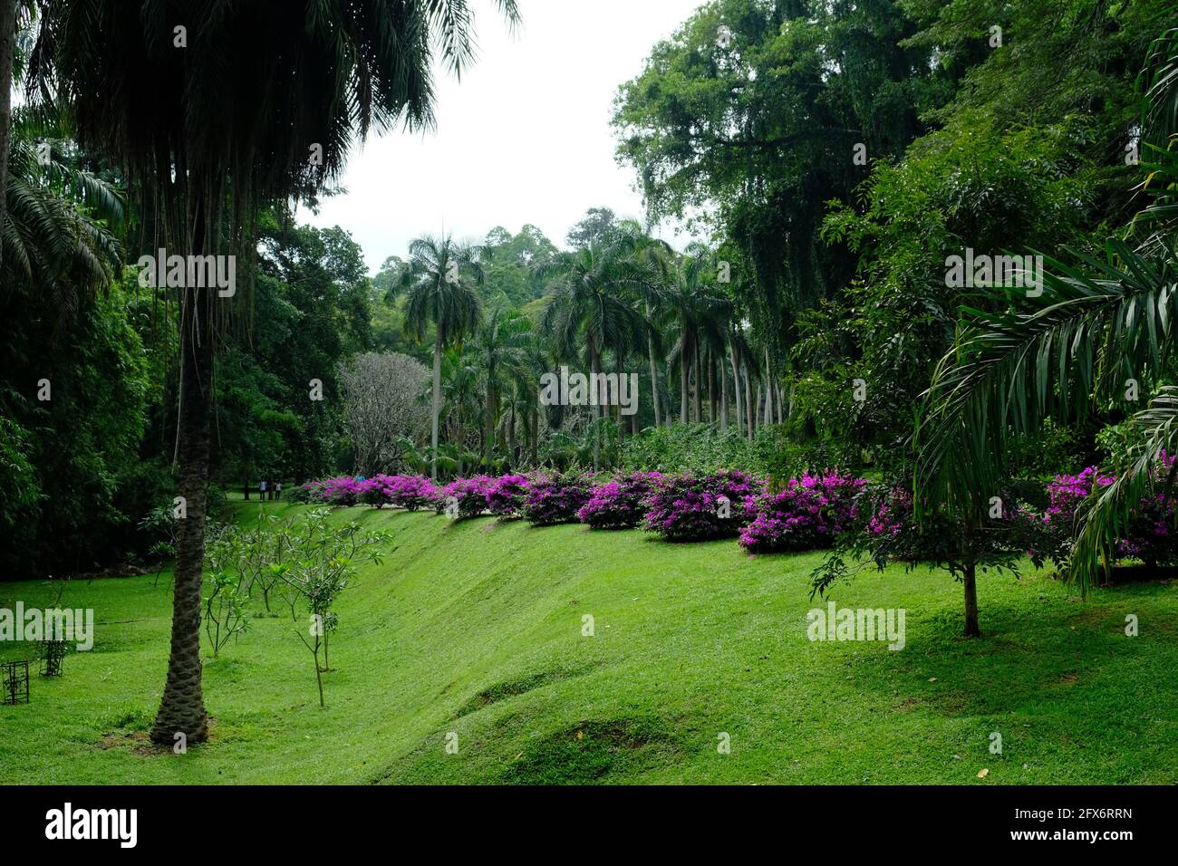 Sri Lanka - Kandy Royal Botanic Gardens Stock Photo - Alamy