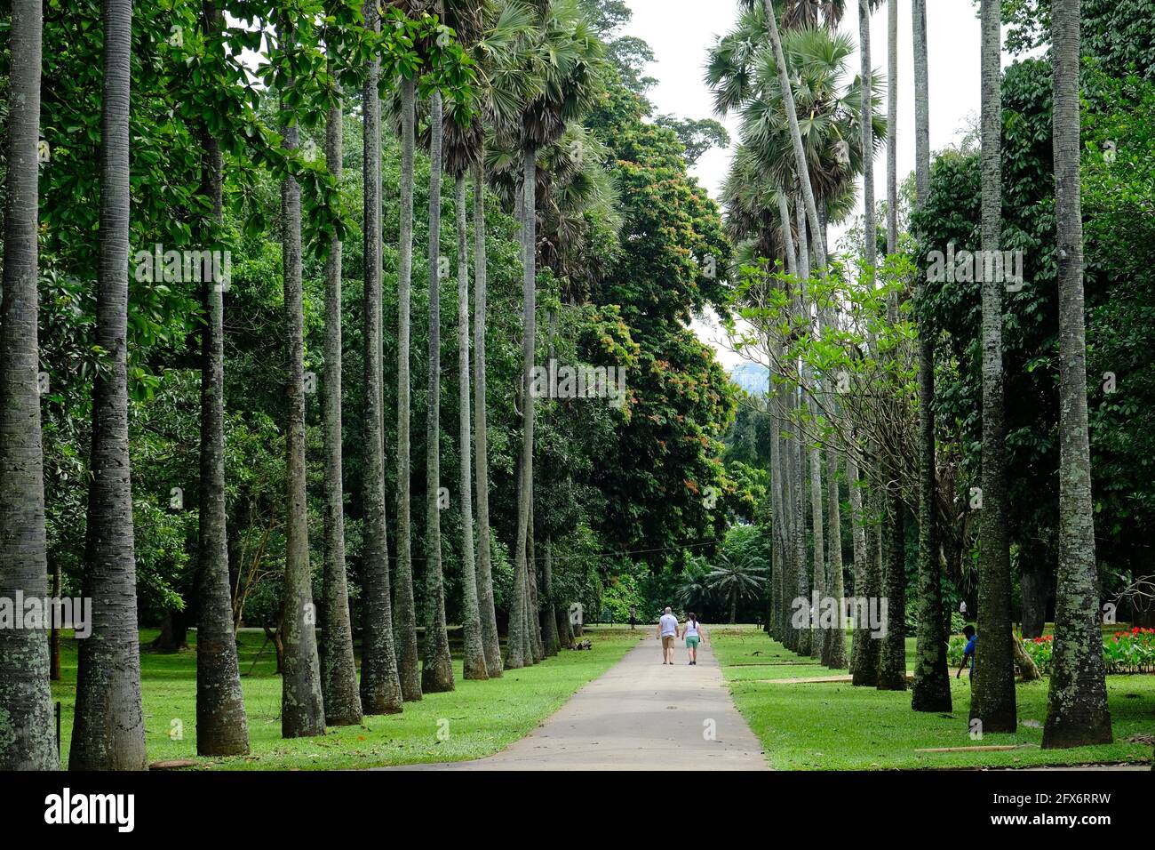 Sri Lanka - Kandy Royal Botanic Gardens avenue lined with palm trees ...