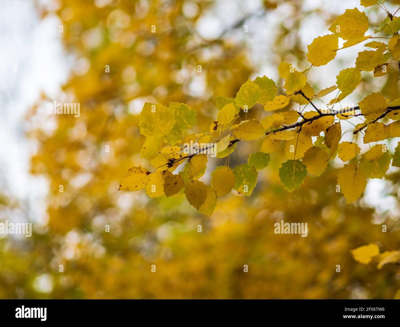 Aspen branches with yellow leaves in autumn against. Bright yellow and ...