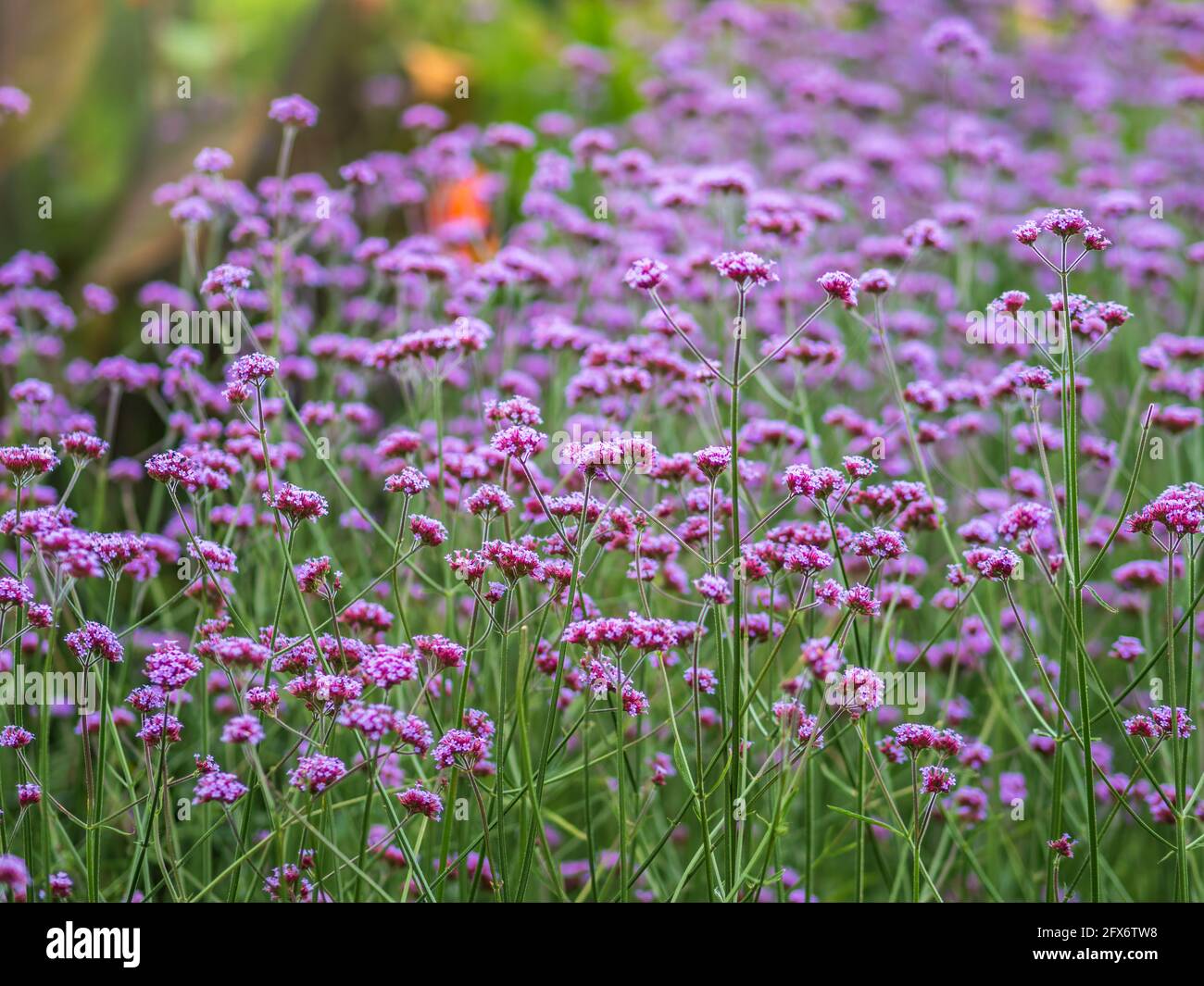 Verbena bonariensis flowers, Argentinian Vervain or Purpletop Vervain ...