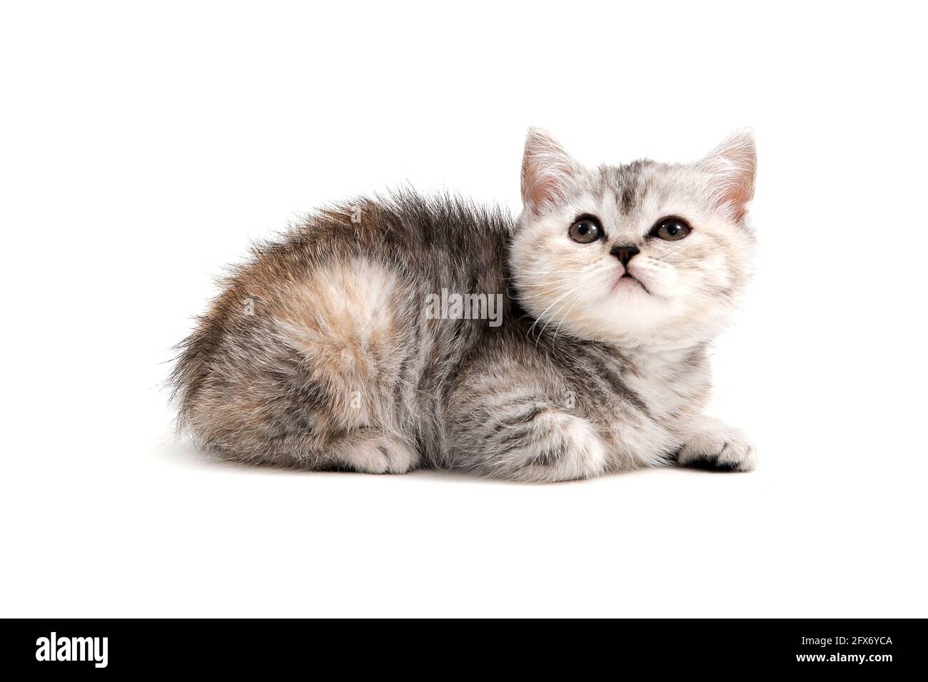 Fluffy gray kitten paws Cut Out Stock Images & Pictures - Alamy