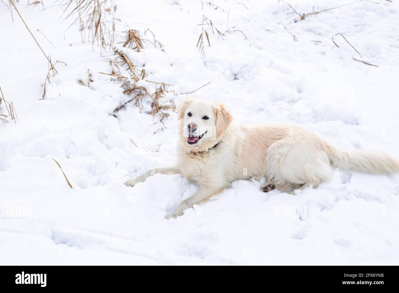 Large labrador retriever dog in winter landscape lies in the snow in ...