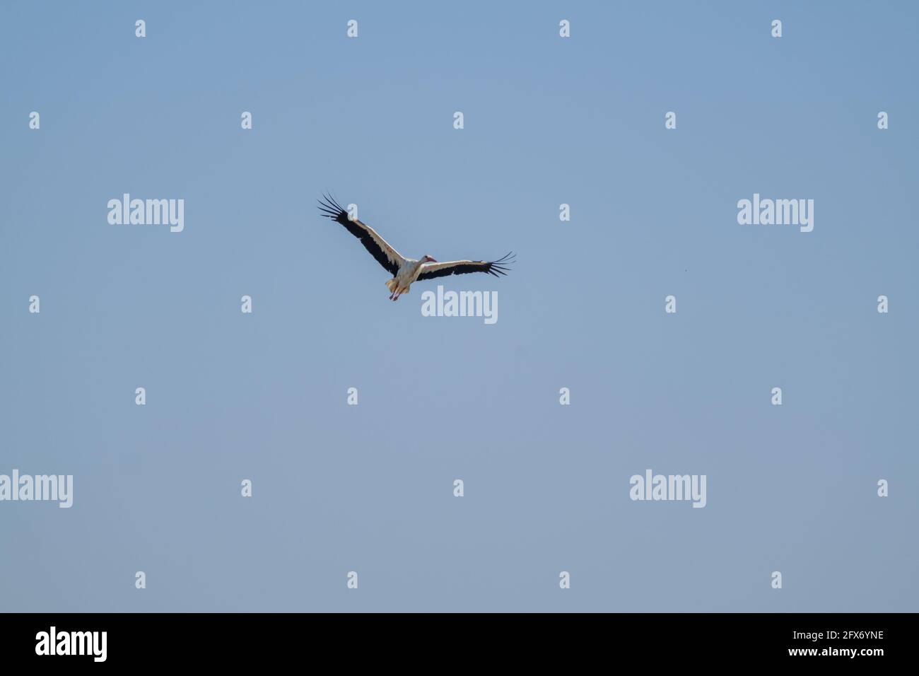 Stork flying in blue sky Stock Photo - Alamy